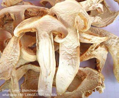 China Dried Maitake Grifola frondosa, Maitake mushroom for sale
