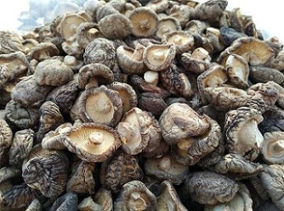 China Dried organic shiitake mushrooms wholesale for sale