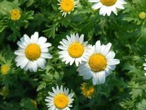 China Feverfew Leaves Natural Plant Extracts Parthenolide ISO 20554-84-1 for sale