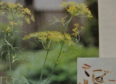 China Fennel Seed P . E .  Natural Plant Extracts Foeniculum Vulgare Powder 10/1 for sale