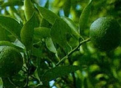 China ISO Natural Plant Extracts Citrus Bioflavonoid P . E . Herbal Extracts for sale