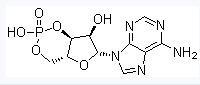 China Active Pharmaceutical Ingredient Cyclic AM , ADENOSINE CYCLOPHOSPHATE CAS 60-92-4 for sale