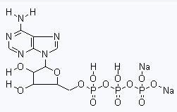 China offer ATP Disodium cas no 51963-61-2 for sale
