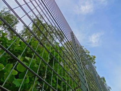 Cina doppio 55x200mm il cavo Mesh Fencing Pvc Coated And di 6.0mm ha galvanizzato il metallo in vendita
