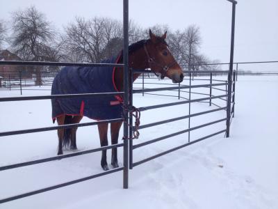 Cina Livestock Cattle 1.6m Metal Farm Gate Galvanized Steel Pipe Design in vendita