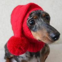 Quality Y-Z Small Mini Dachshund Wiener Dog Pet Hat Dog Clothes Knitted Little Knit Dog for sale