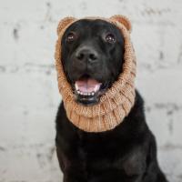 Quality Y-Z Pet Tops Bear Dog's Ear Hood Designer Winter Knitted Snood Large Dog Clothes for sale
