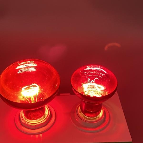 Quality E27 Reptile Heat Lamp 50W 75W 100W 150w Basking Bulb For Bearded Dragon for sale