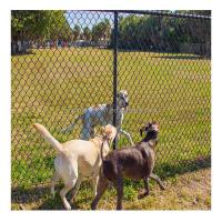 Quality Hot Dipped Galvanized PVC Coated Diamond Chainlink Fence for Pressure Treated for sale
