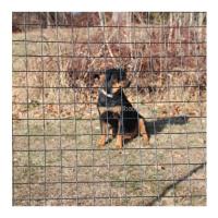 Quality 1''x 1'' 1''x1/2'' after Welded Wire Mesh Fence Roll for Animal Cage Bending for sale