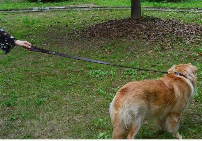 Cina Guinzaglio protetto contro le esplosioni del cane di attività del guinzaglio di cuoio dell'animale domestico dell'unità di elaborazione di dimensione di XL in vendita