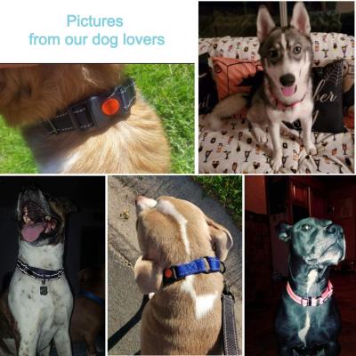 Cina Il grande bene durevole del cane ha intrecciato l'insieme molle riflettente di nylon del collare e del guinzaglio di cane della maniglia in vendita