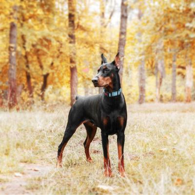 Cina Il grande bene durevole del cane ha intrecciato l'insieme molle riflettente di nylon del collare e del guinzaglio di cane della maniglia in vendita