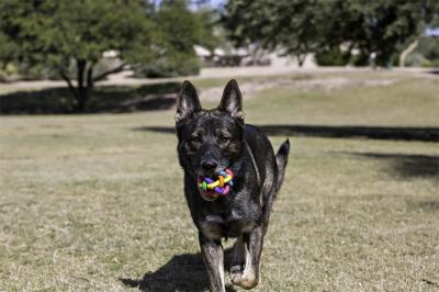 China Bolas entrelaçadas do cão para o material de borracha colorido agressivo de Chewers à venda