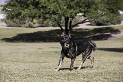 China Bolas entrelaçadas do cão para o material de borracha colorido agressivo de Chewers à venda