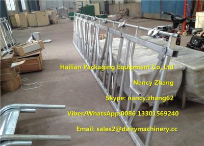 China Large Farm Equipment Dairy Cows Cattle Head Lock Locking And Feeding for sale