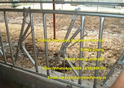 Cina Coltivi la presa di testa/bestiame su misura della mucca che alimenta il tubo di zincatura a caldo dei pannelli in vendita