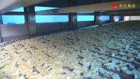 China Fully automatic ripen leaf noodle production line for sale
