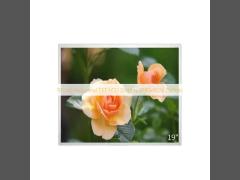 19 Inch TFT LCD Screen Panel Industrial LVDS Displays 1280x1024 Resolution