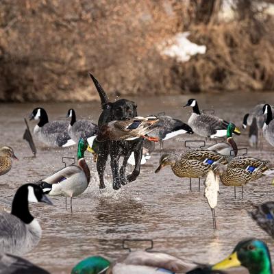China Custom PP Mallard Silhouette Decoys voor de jacht Waterdicht Anti Reflective Multiple Style Te koop