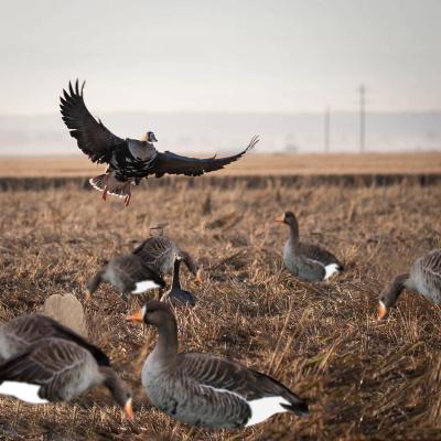 China Silhueta de gansos resistente à água, de plástico natural, anti-gravatos, chamariz para a caça de gansos. à venda