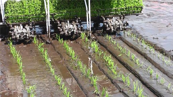 120mm-170mm Rice Transplanter Machine 6 Rows Riding Type Rice Transplanter