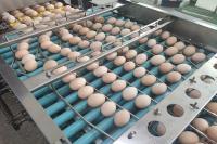 China 30,000 Eggs/hour LED Candling Electronic Egg Grading Sorting Machine for sale