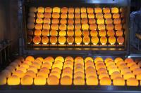 China 30,000 Eggs/hour LED Candling Electronic Egg Grading Sorting Machine for sale