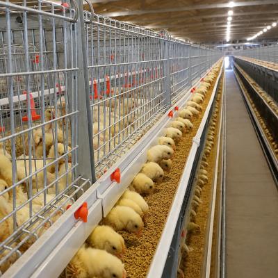 China Galvanized H Type Broiler Chicken Cage Durable Battery Cage System for Poultry Farm for sale