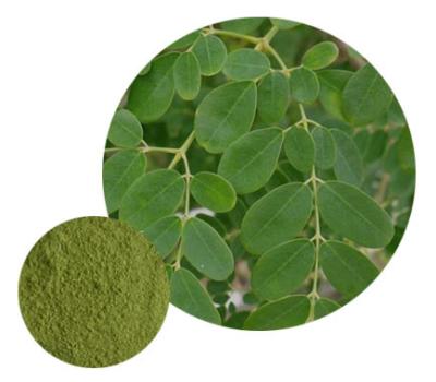 China Organic Moringa Leaf Powder for sale