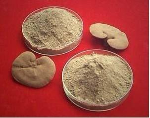 China Anti Cancer Anti Aging Sleep Aid Polysaccharide 20% Ganoderma Lucidum Extract for sale
