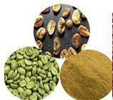 China Natural Green Coffee Bean Extract Enhance the Immunty 50% Chlorogenic Acids for sale