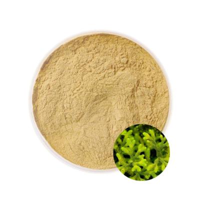 China Wholesale Bulk Natural Lycopodium Extract Powder For Sale for sale
