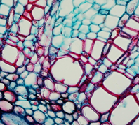 Optical microscope sample image