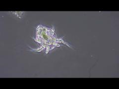 Opto-Edu A14.2604 Inverted Optical Trinocular Phase Contrast Cell Factory Microscope