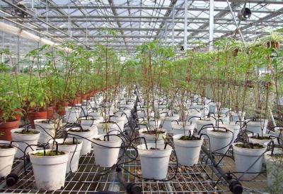 Cina Engineering Plastic Drip Fittings for Customizable Portable Home Plant Irrigation in vendita