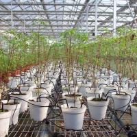 China Pot Irrigation Farming Drop Arrows with Durable Engineering Plastic Materials for sale