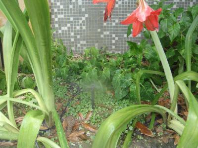 Cina Normal Style Adjustable Range Micro Sprinkler for Potted Crop Transplanting in Garden in vendita