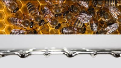 China 10 Mesh Galvanized Woven Beekeeping Mesh 410mmx510mm for sale