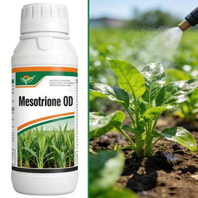 China Mesotrione ++ OD for sale
