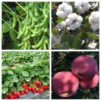 Cina Estratto di alghe di mare Fertilizzanti ad alta efficienza favoriscono la crescita di frutta e semi sani in vendita