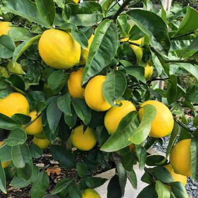 China NPK 19-19-19 NPK Solúvel em água Fertilizante vegetal e de frutas à venda