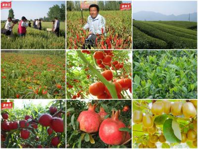 Cina Fertilizzante organico granulare ad alto rendimento in vendita