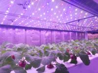 China Container Type Green Fodder Machine Hydroponic Commercial Sprouting Machine for sale