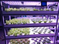 China Container Type Green Fodder Machine Hydroponic Commercial Sprouting Machine for sale