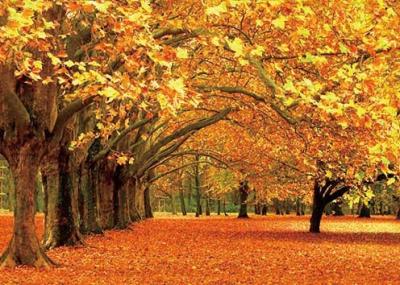 China beautiful tree image 3d PET Printing for decoration 0.6mm Lenticular for sale