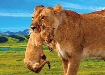 China Wild Animal  Image 3d PET Printing For Decoration 0.6mm Lenticular for sale