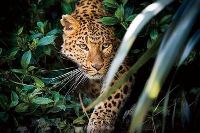China Wild 3d Animals Images Offset Printing Free Sample / Custom Lenticular Printing for sale
