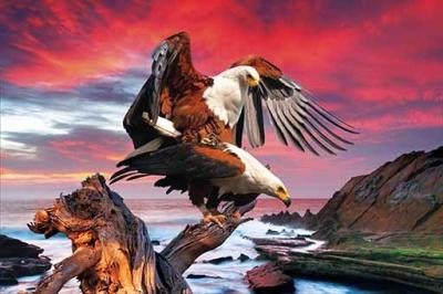 China 5d Depth Wild Eagle Poster 3D Lenticular Pictures With Black Plastic Frame / Lenticular Photo Printing for sale