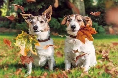 China CMYK 3D Lenticular Pictures With MDF Frame Cat and Dog Design Decorative Printing for sale